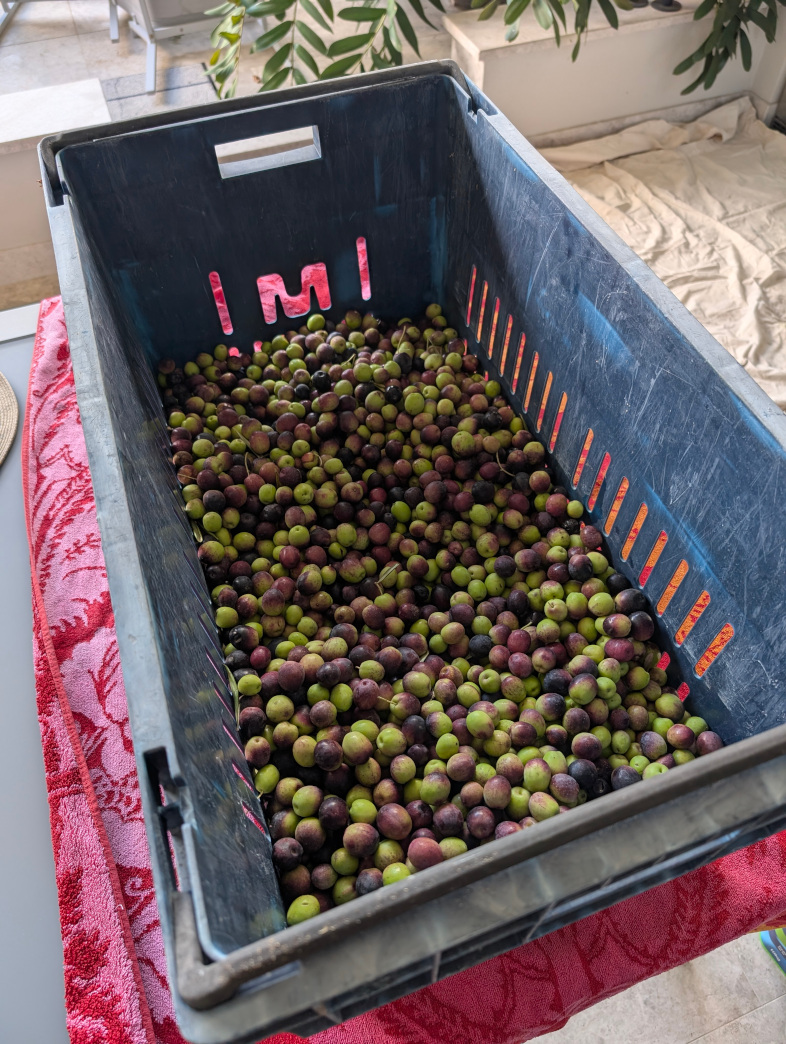 Rustic Bashed Olives: Grandad's Olive Recipe
